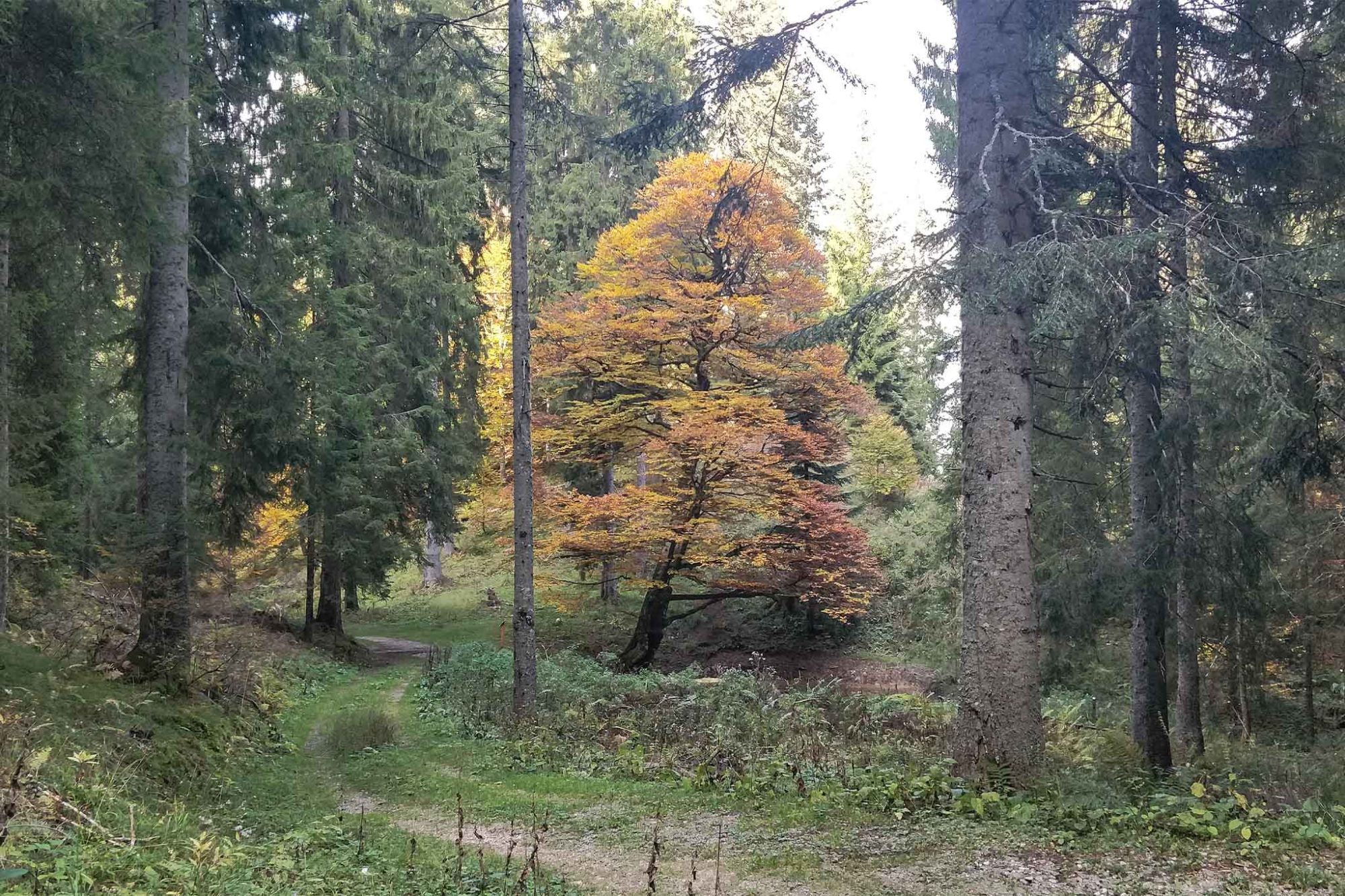 GIANT FIR TREES TRAIL | Albergo Eden